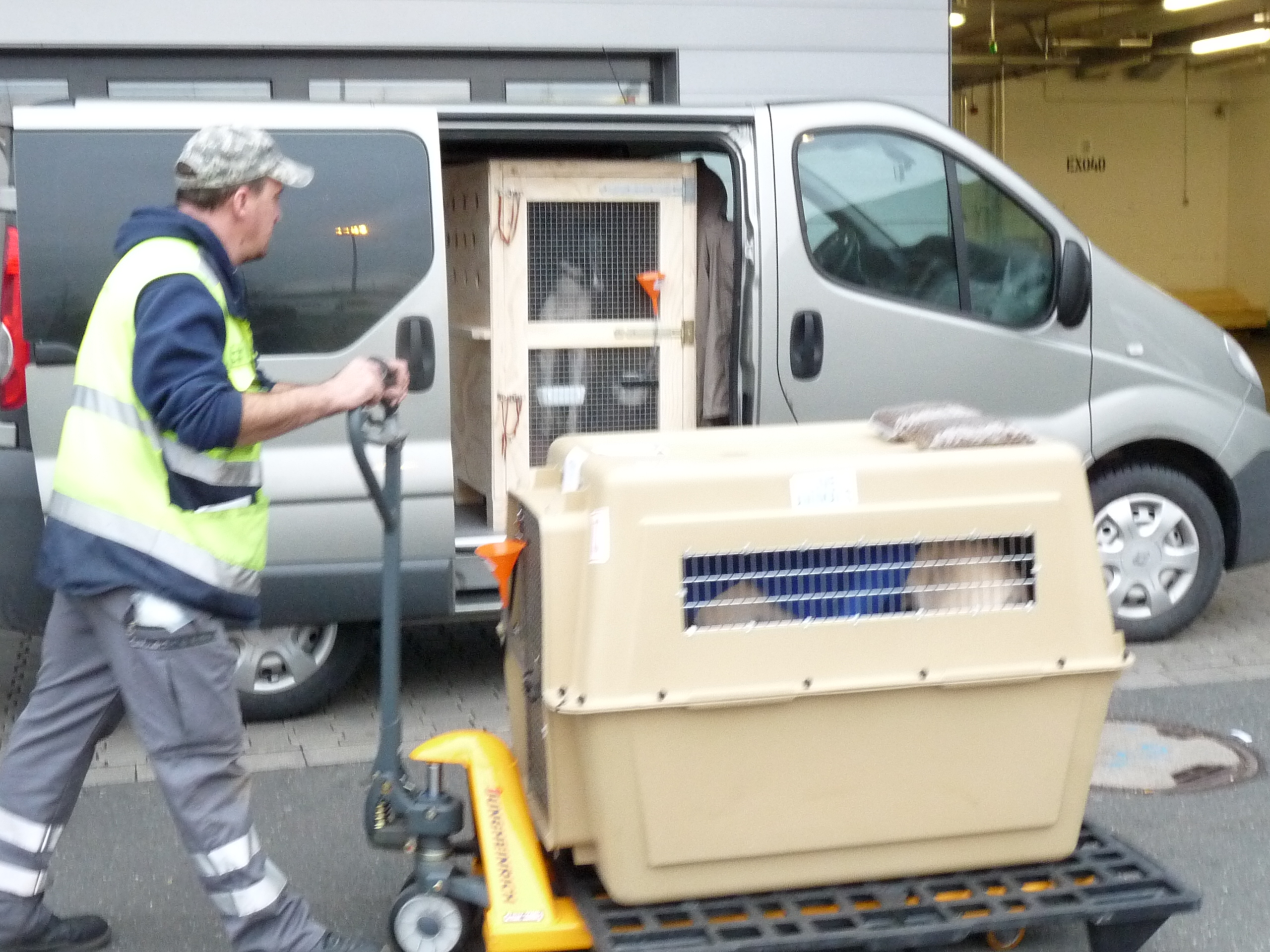 International Pet Transport - US Cargo Logistic Shipping